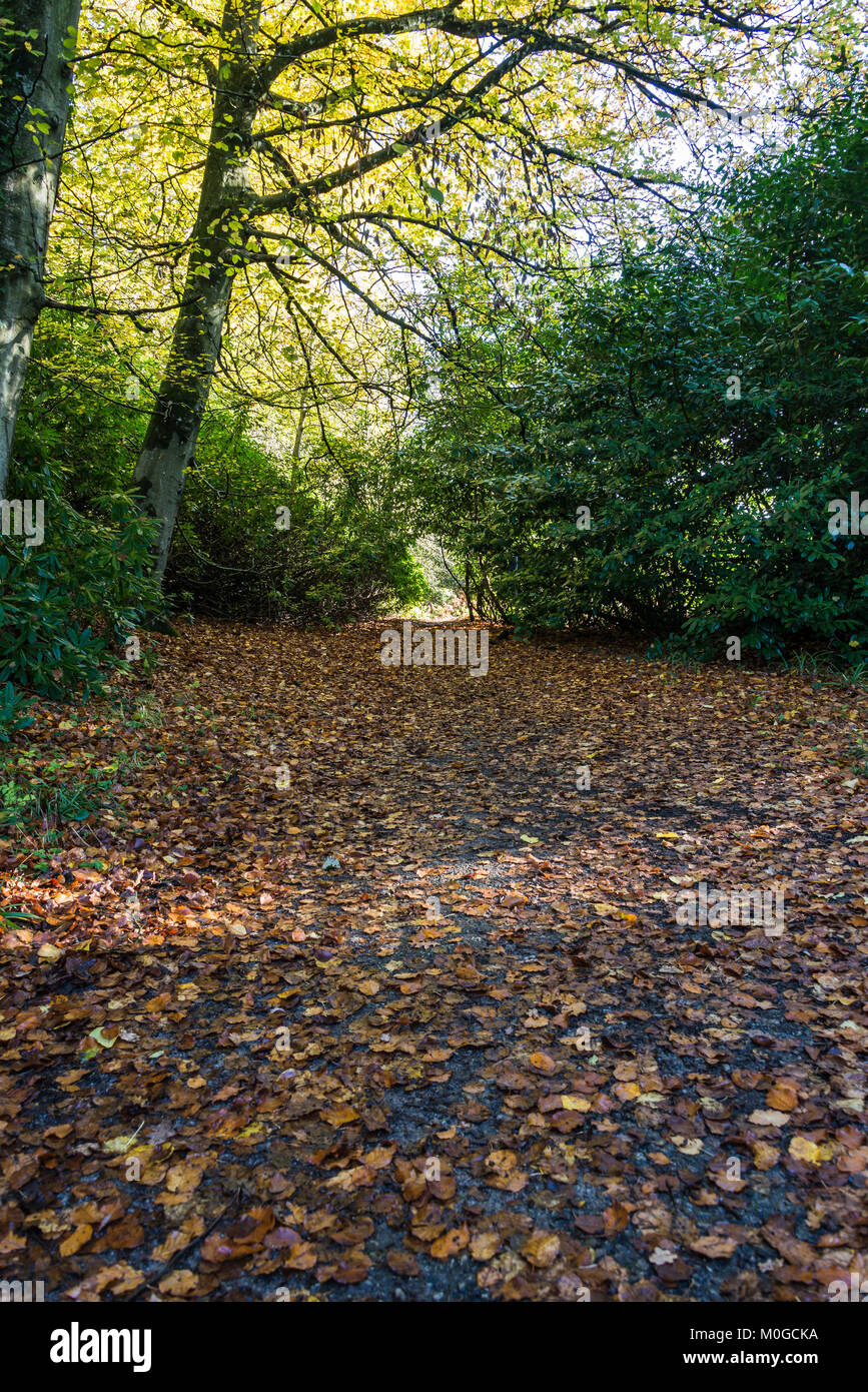 A path covered in fallen autumn leaves Stock Photo - Alamy
