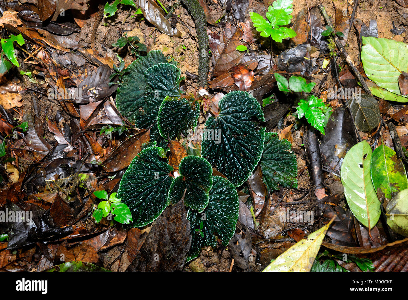 Wild Begonia (Begonia ruthiae) growing on the forest floor of primary ...