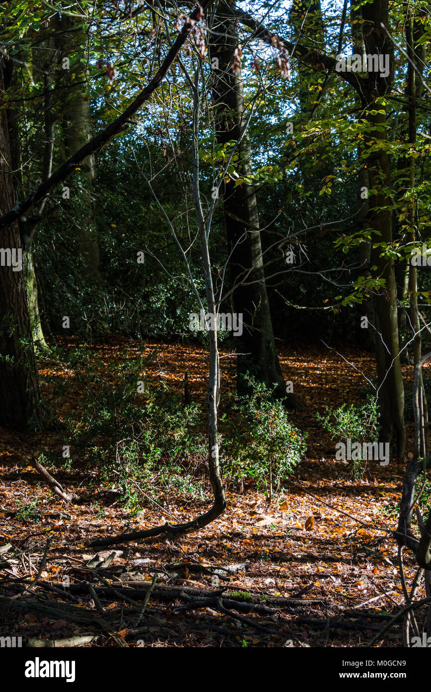 A sapling in woodland surrounded by fallen autumn leaves Stock Photo ...