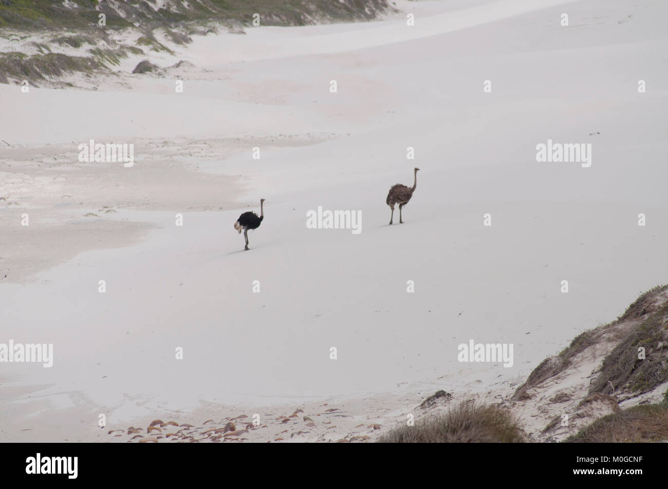 Ostrich at Cape Of Good Hope Beach Stock Photo - Alamy