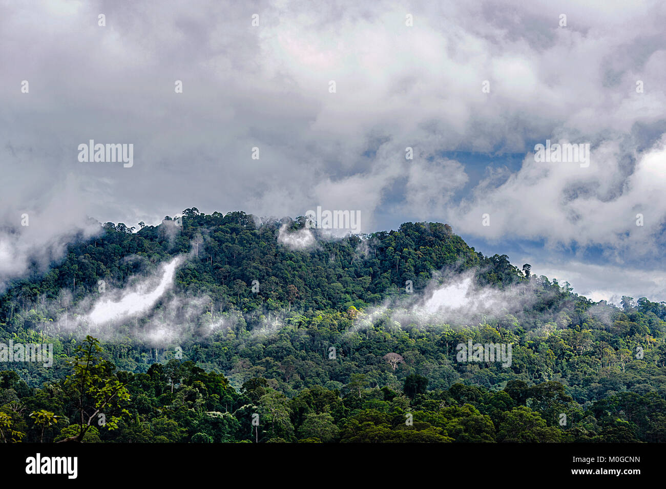 Mist rainforest landscape hi-res stock photography and images - Alamy