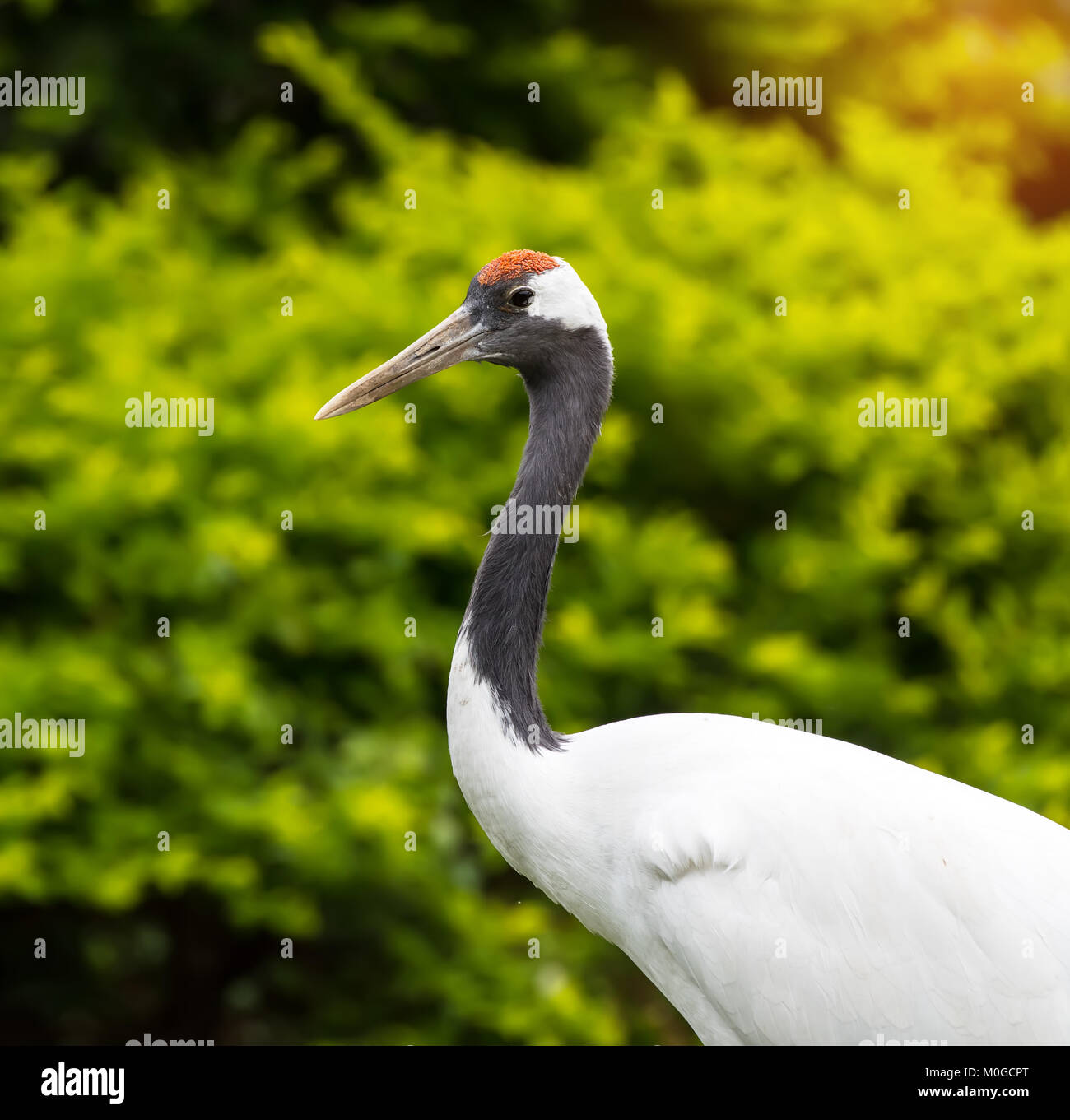 Red-Crowned crane in nature Stock Photo - Alamy