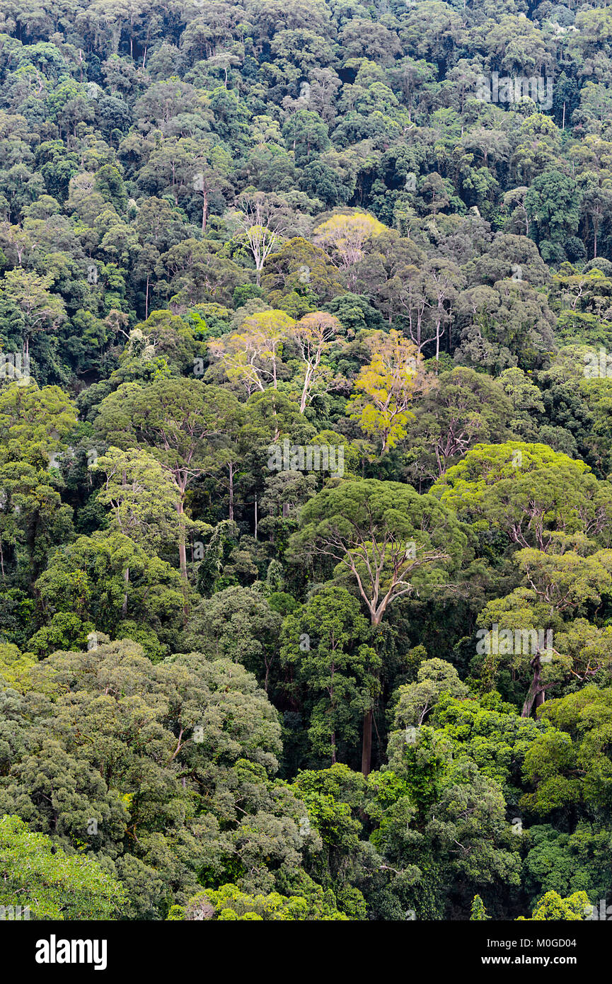 Primary rainforest at Danum Valley Conservation Area, Borneo, Sabah ...