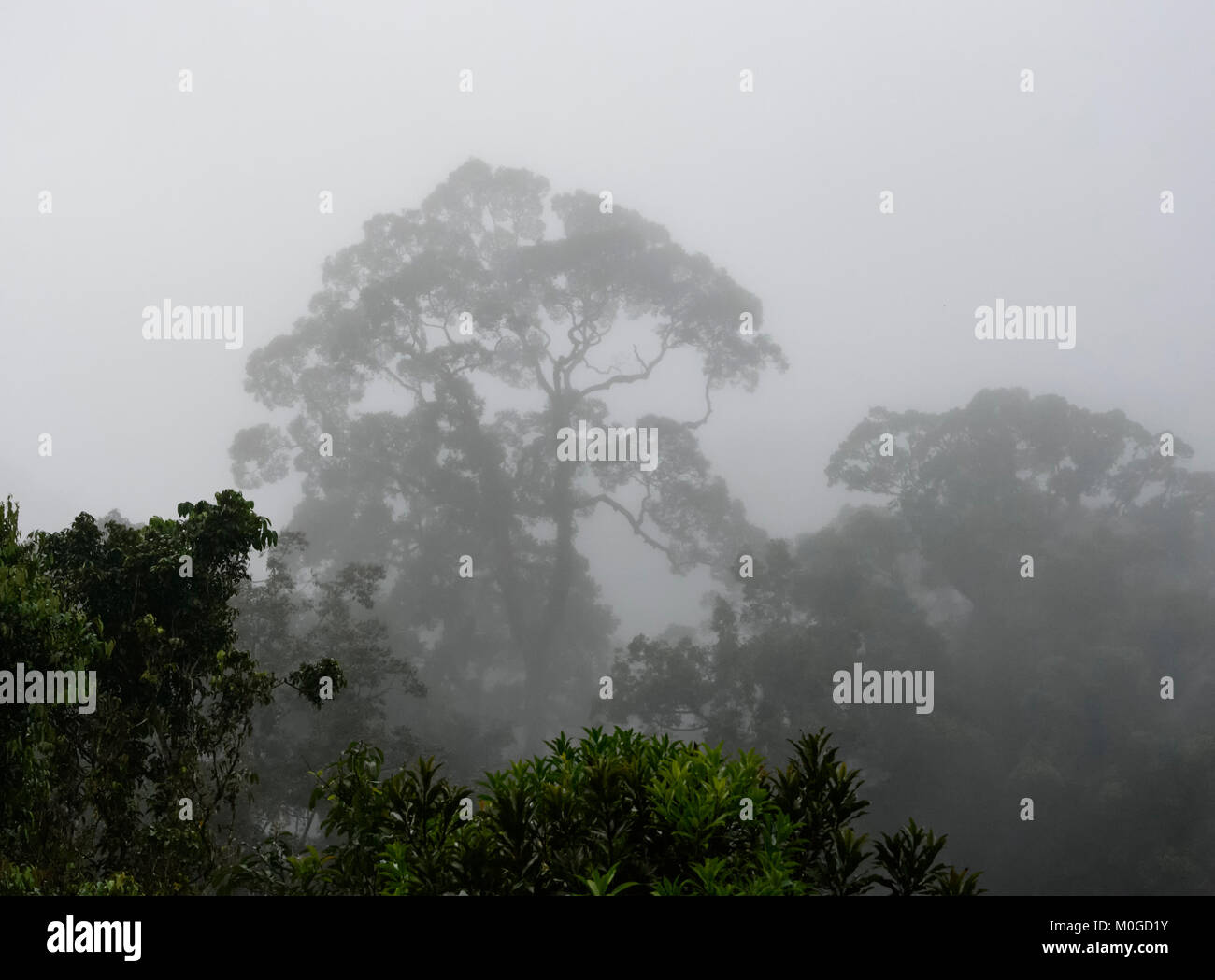 Rainforest canopy mist hi-res stock photography and images - Alamy