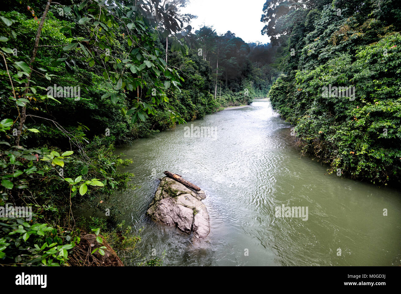 View of the Danum River flowing through primary rainforest, Danum ...