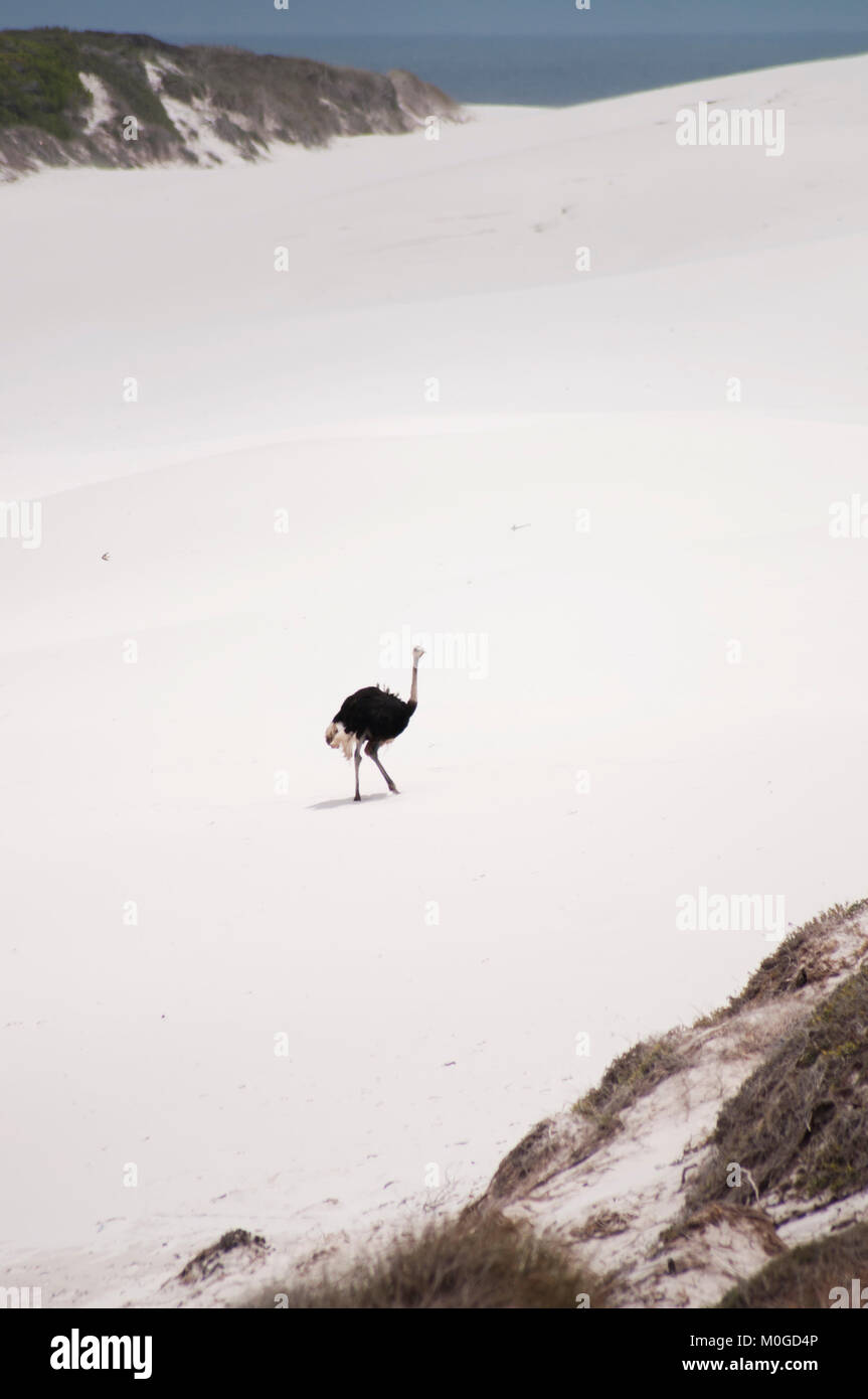 Ostrich at Cape Of Good Hope Beach Stock Photo - Alamy