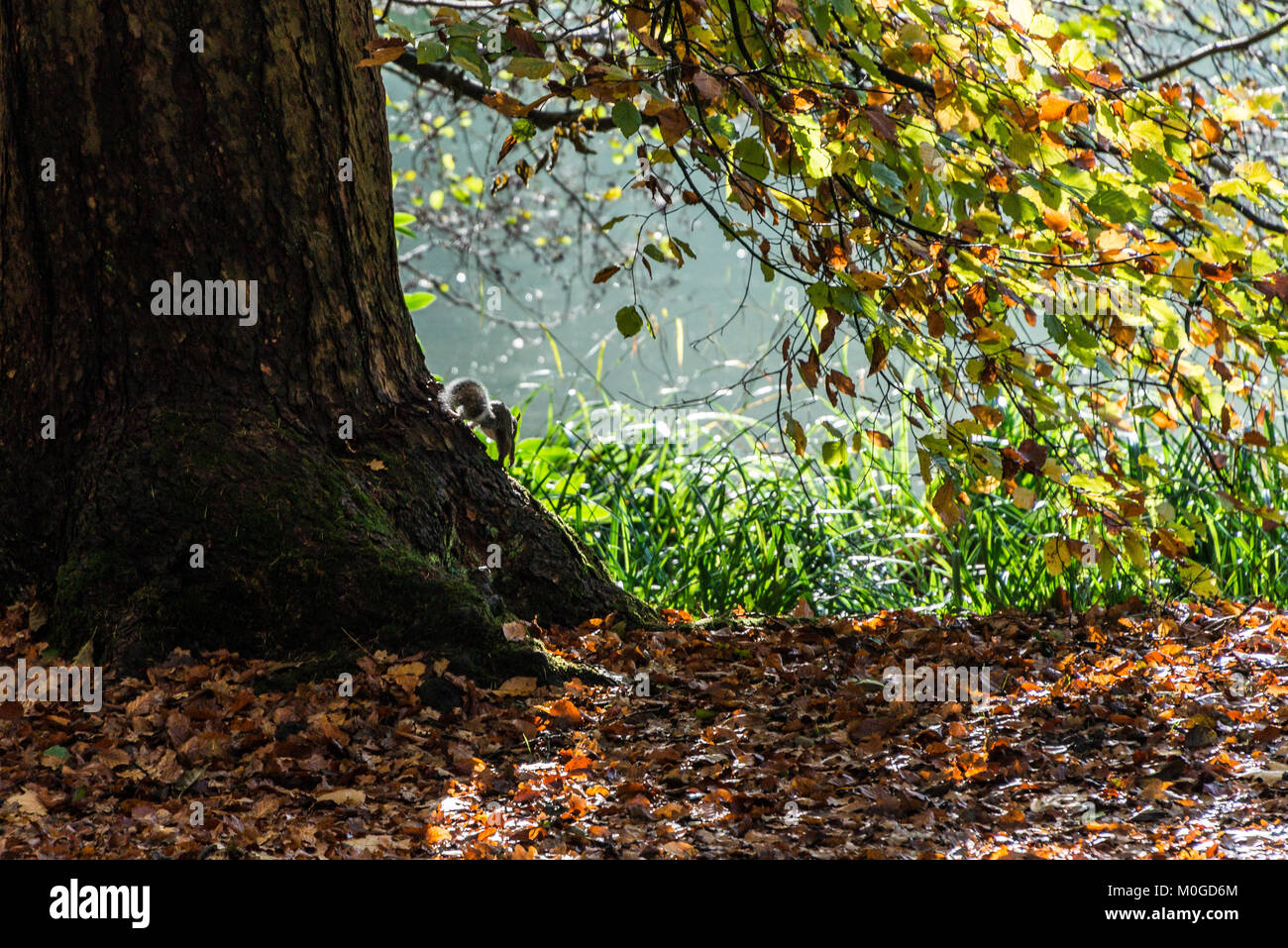 Scampering hi-res stock photography and images - Alamy