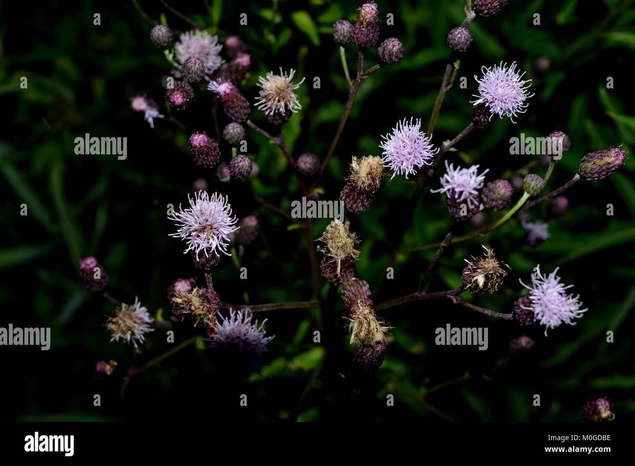Super pink flowers hi-res stock photography and images - Alamy