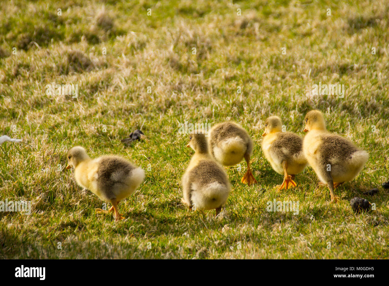 Wildlife in the north Atlantic Stock Photo - Alamy