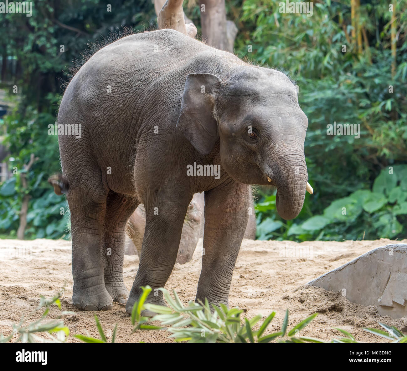 young elephant playing Stock Photo - Alamy