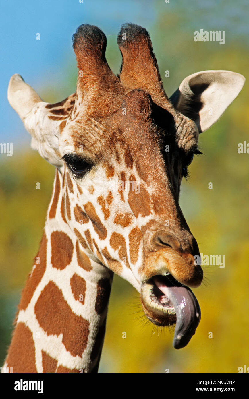 Giraffa reticulata hi-res stock photography and images - Alamy