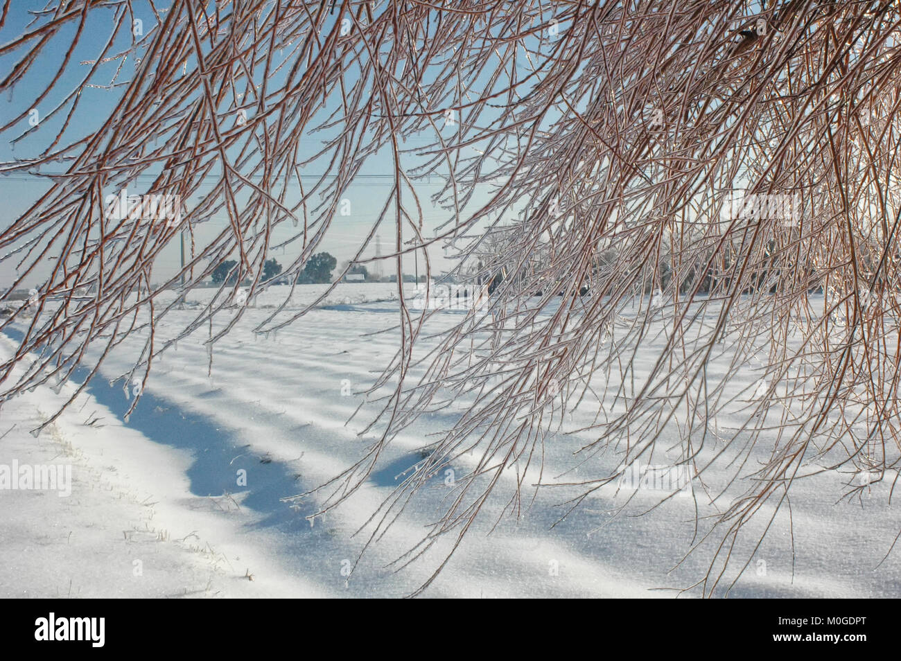 View of an icy tree after a winter storm Stock Photo - Alamy