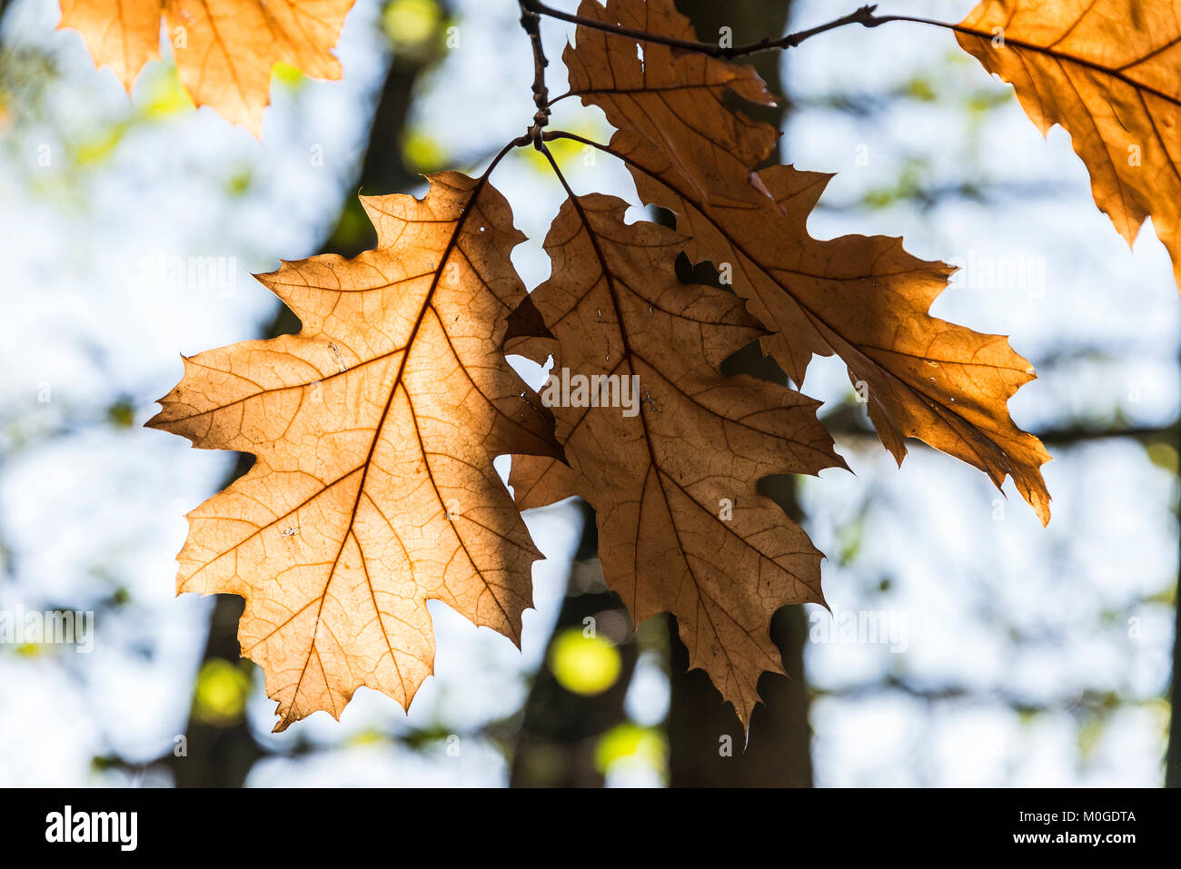 The leaves of a red oak tree (Quercus rubra) in autumn Stock Photo - Alamy