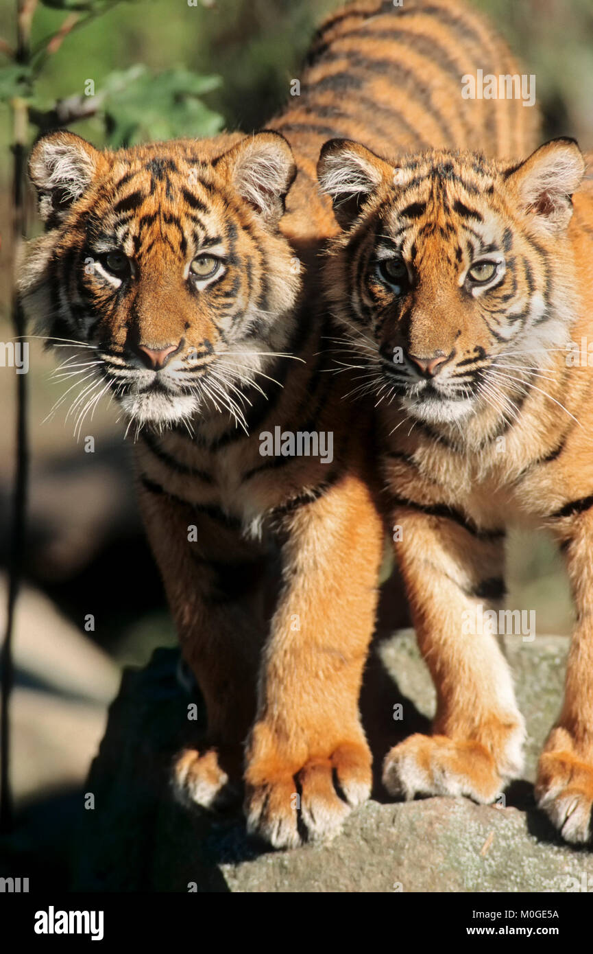 Maltese Tiger Cub Endangered