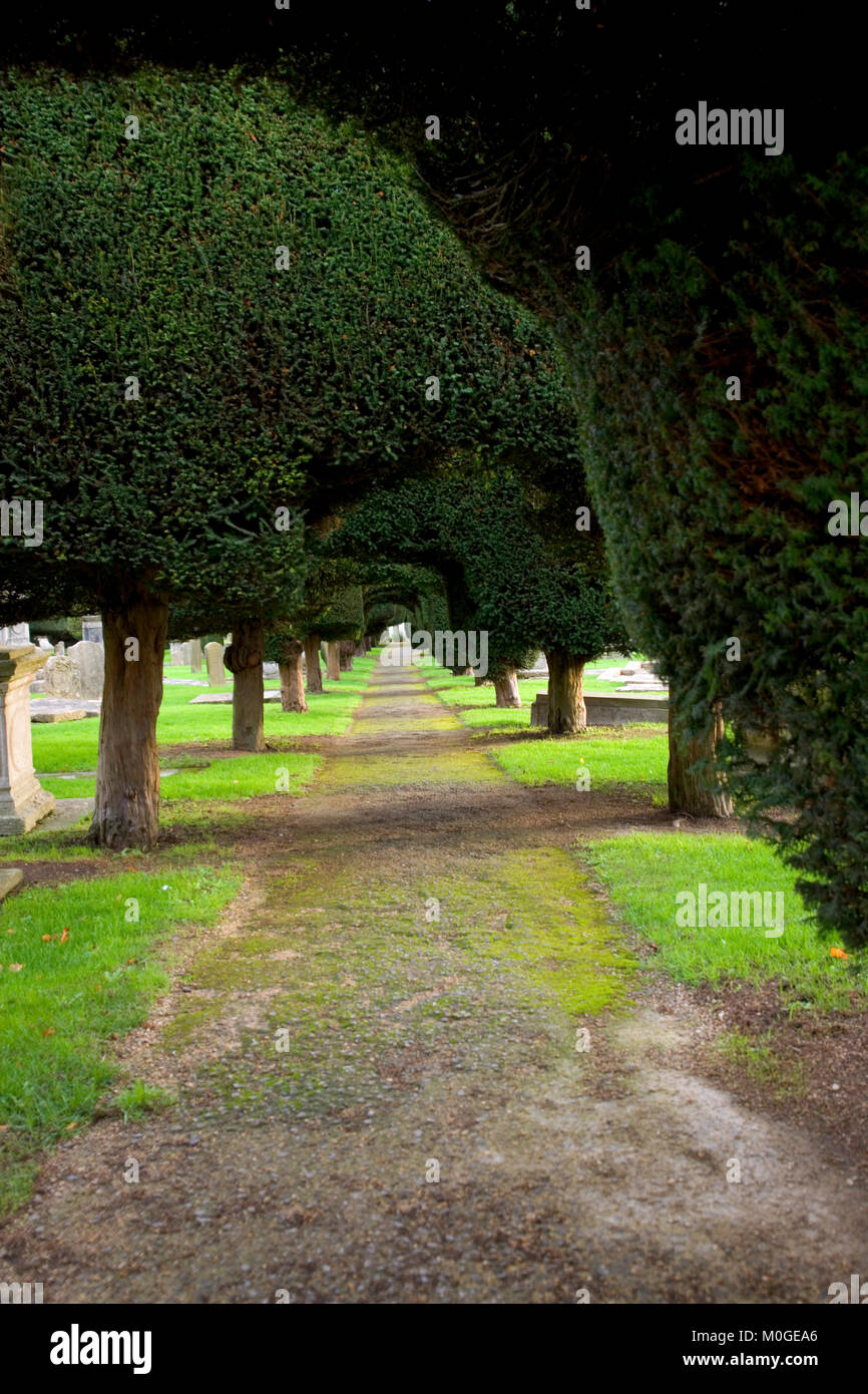 Painswick cotswolds churchyard yew tree hi-res stock photography and ...