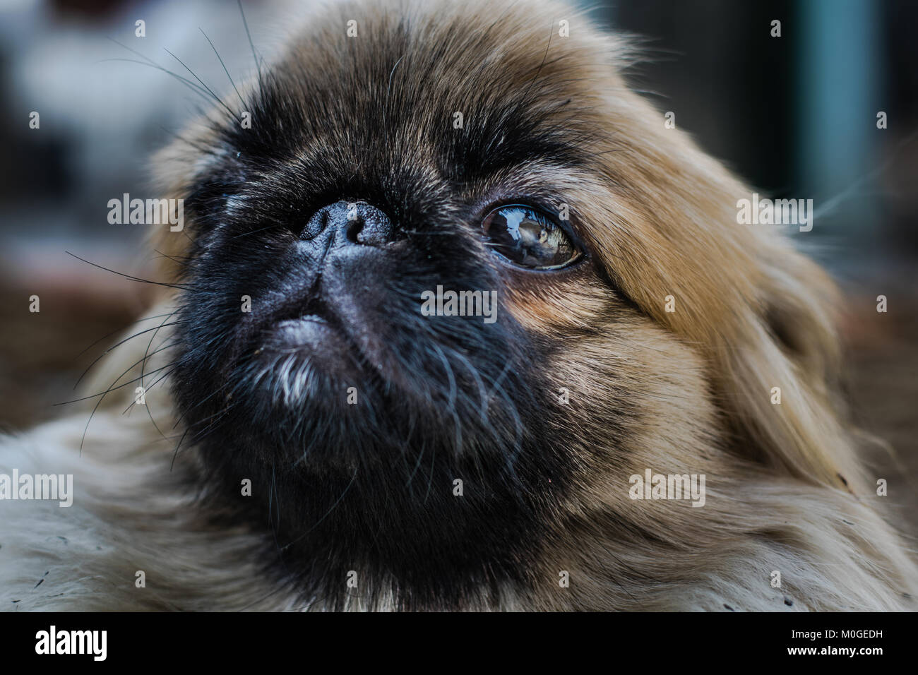 Pekingese lion dog hi-res stock photography and images - Alamy