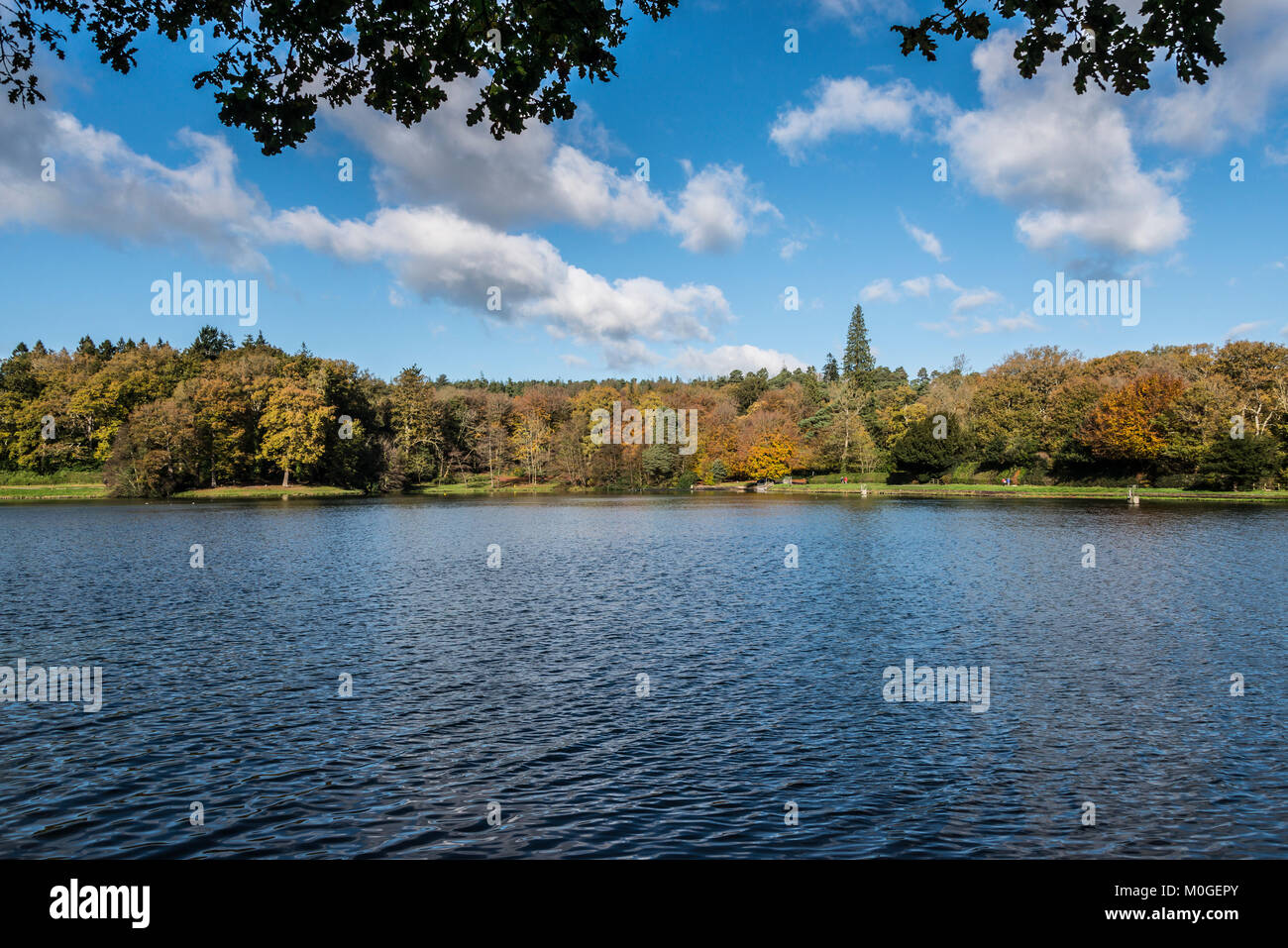 Shearwater lake in Wiltshire during autumn Stock Photo - Alamy