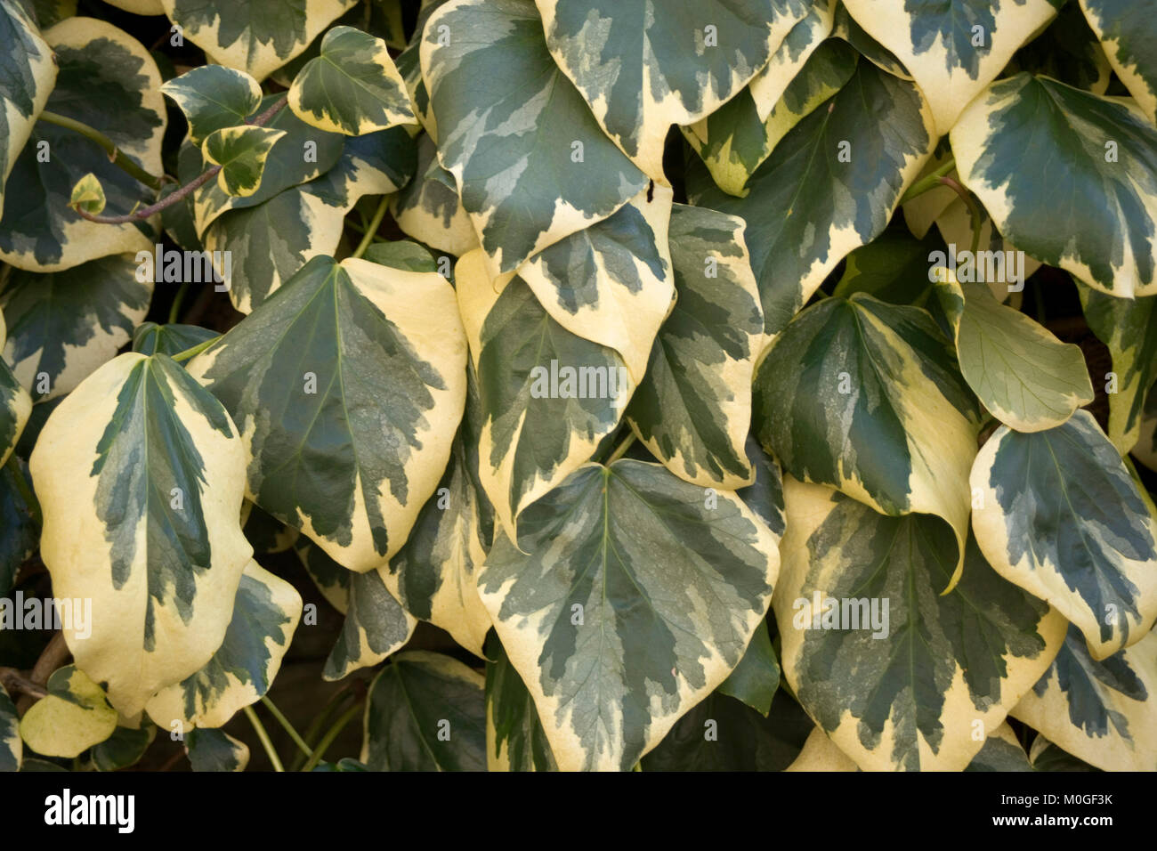 Variegated ivy background texture Stock Photo - Alamy