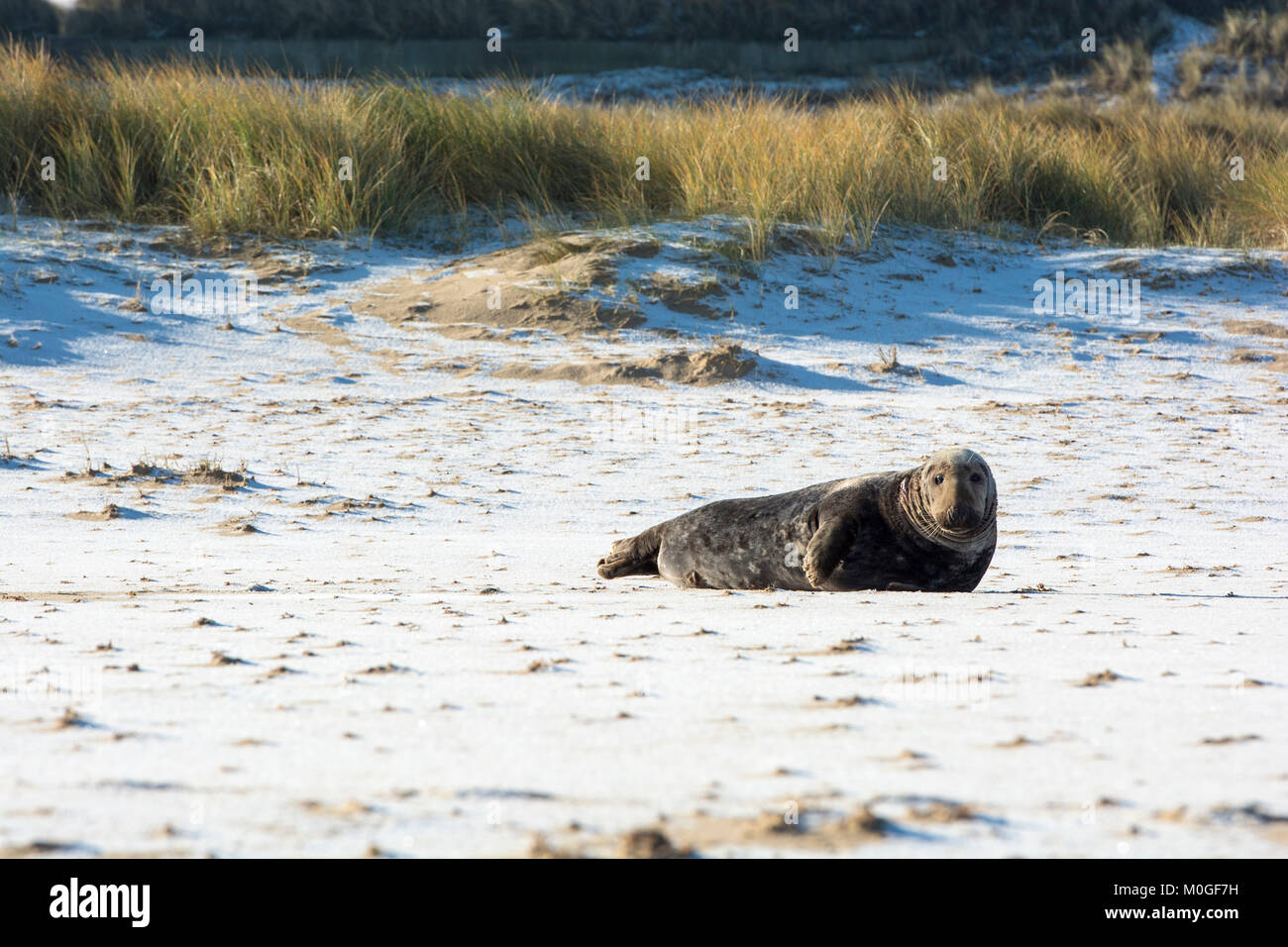 Winterton seals hi-res stock photography and images - Alamy