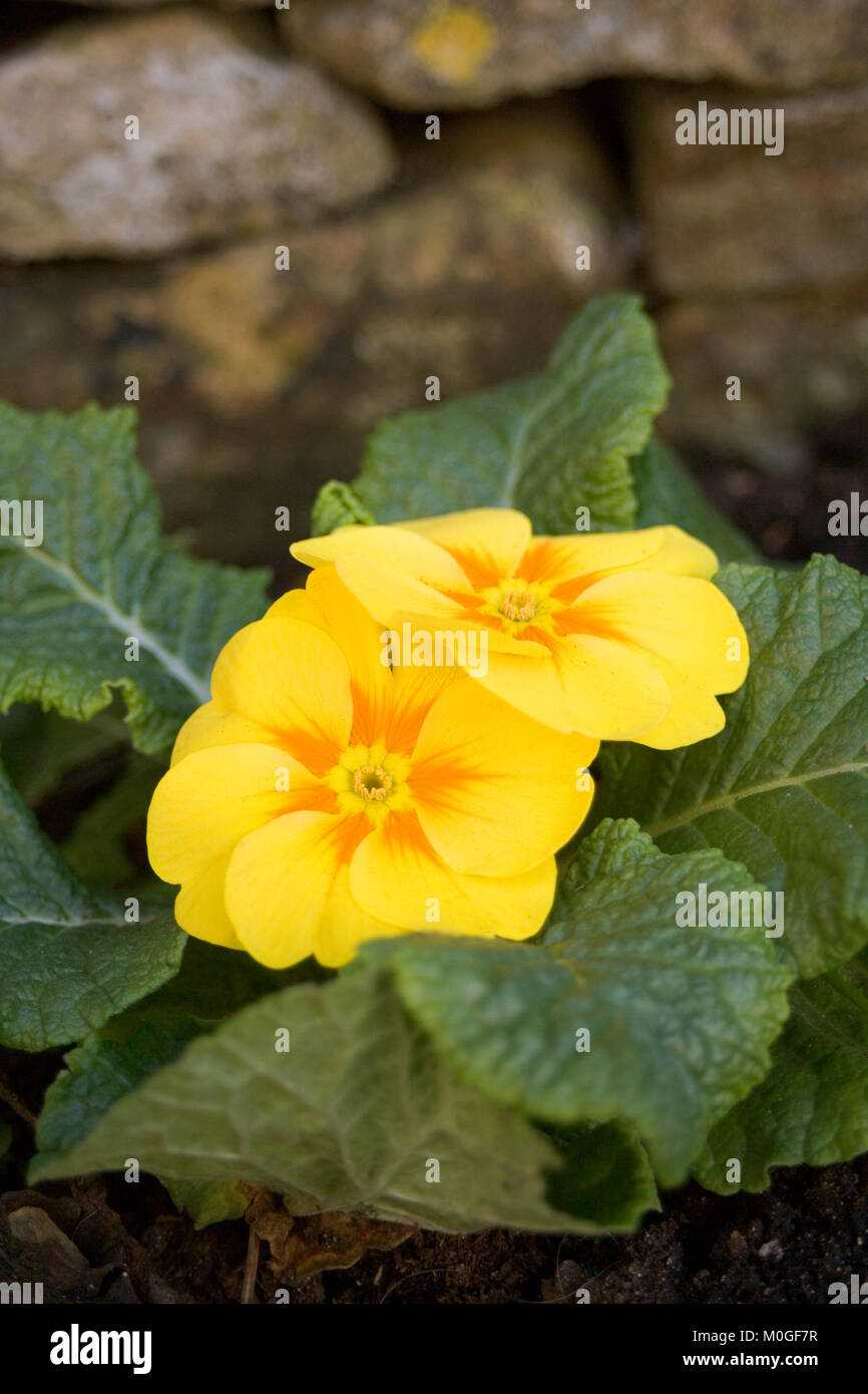 Plant yellow england uk day daytime hi-res stock photography and images ...