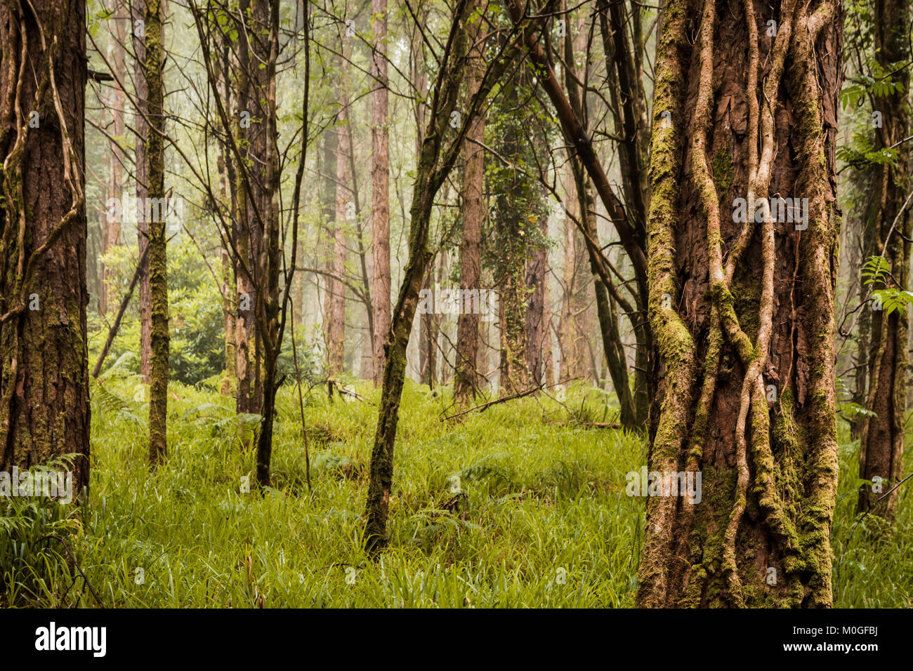 Layered forest with a verdant floor Stock Photo - Alamy