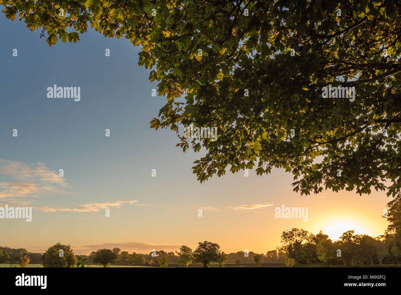 Under the canopy of a tree hi-res stock photography and images - Alamy