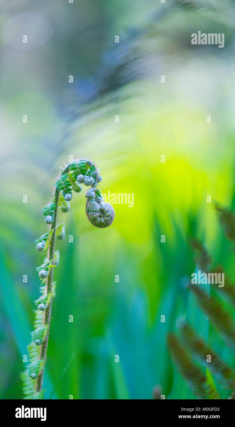 FERN - HELECHO, The Holy Road Lebaniego, Senda Fluvial del Nansa ...