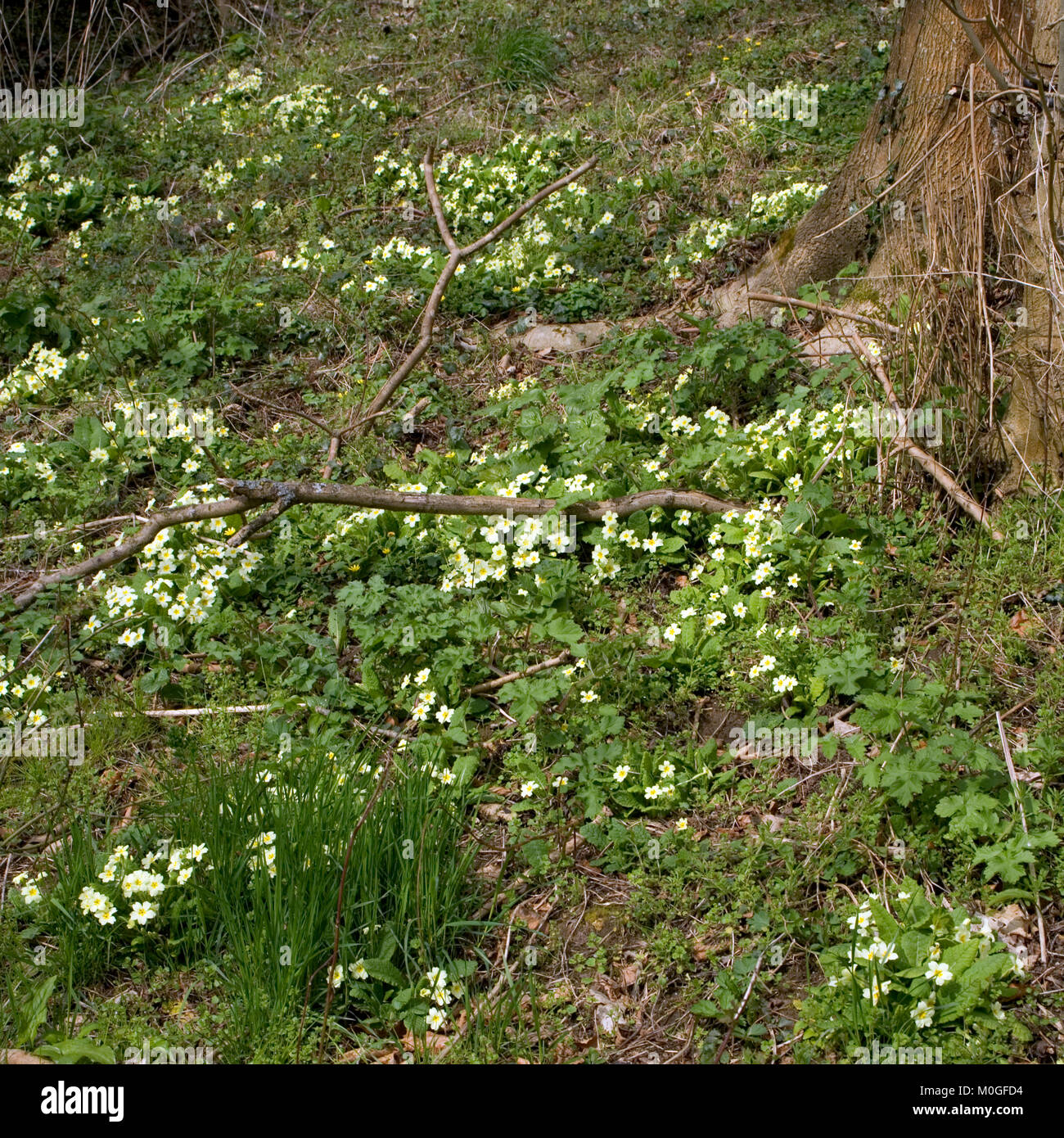 Woodland primrose carpet spring scene Stock Photo - Alamy