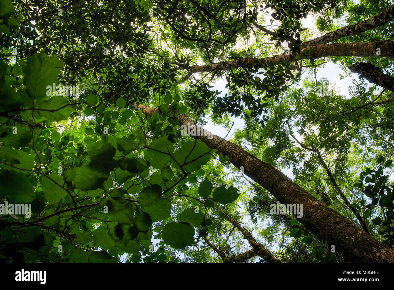 Canopy of deciduous trees hi-res stock photography and images - Alamy