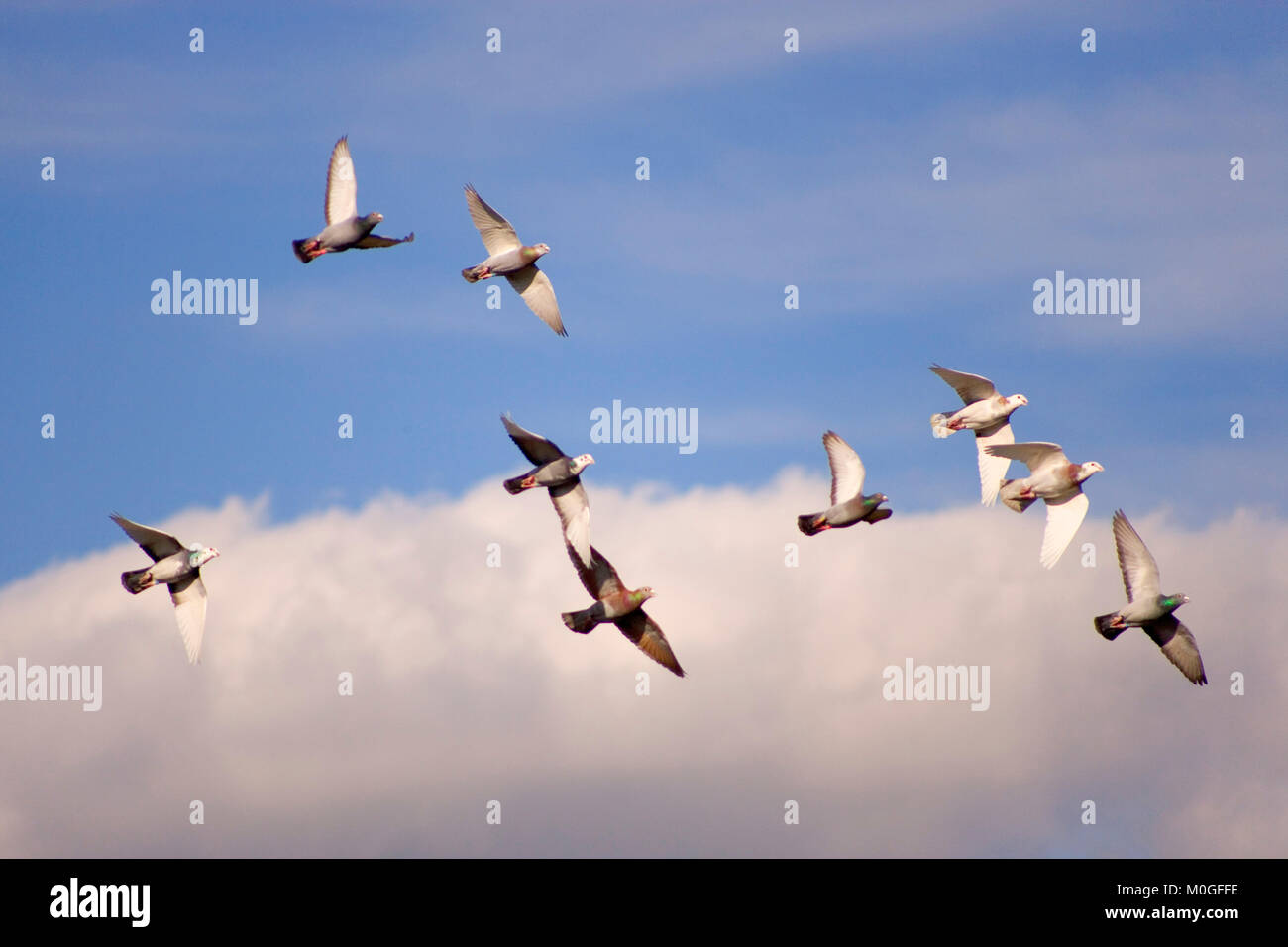 Racing pigeons being released hi-res stock photography and images - Alamy