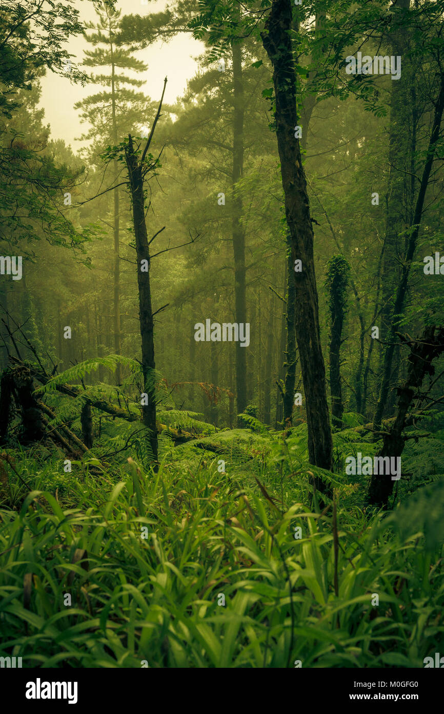 Green mist in a creepy wood. Grass and tree stumps in the foreground in ...