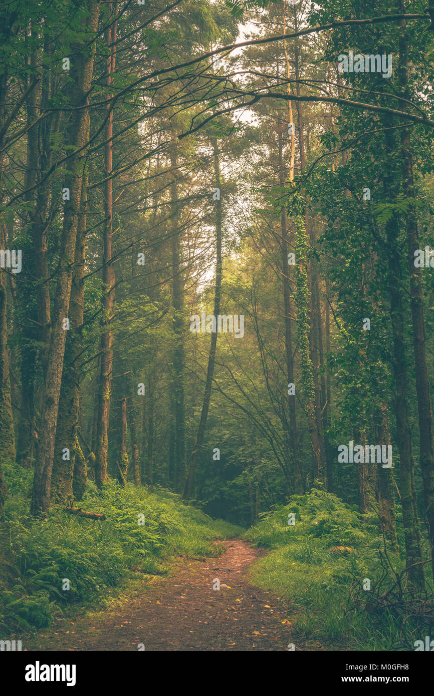 Layered forest with a verdant floor Stock Photo - Alamy