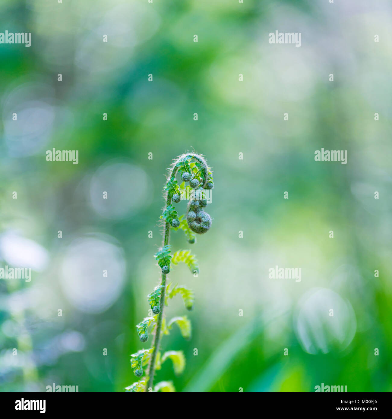 FERN - HELECHO, The Holy Road Lebaniego, Senda Fluvial del Nansa ...