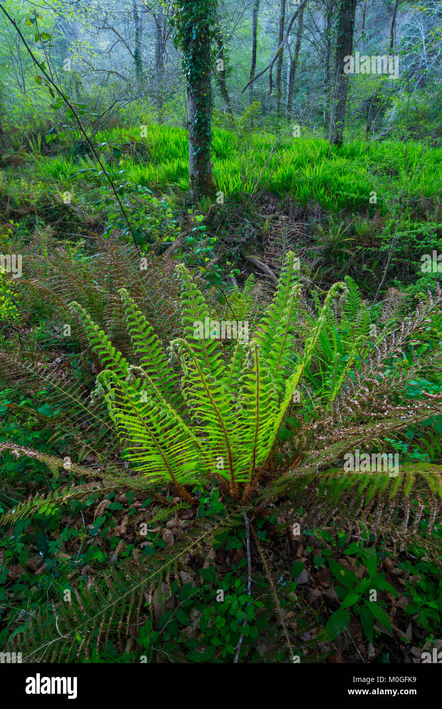 FERN - HELECHO, The Holy Road Lebaniego, Senda Fluvial del Nansa ...