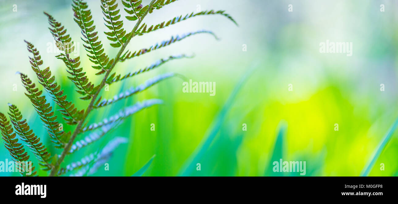 FERN - HELECHO, The Holy Road Lebaniego, Senda Fluvial del Nansa ...
