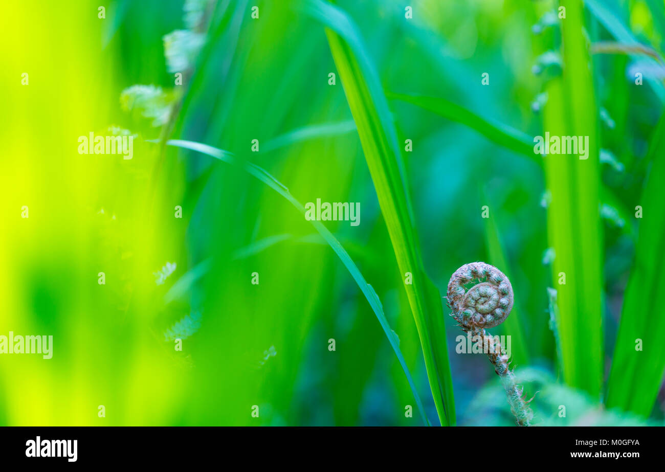 FERN - HELECHO, The Holy Road Lebaniego, Senda Fluvial del Nansa ...