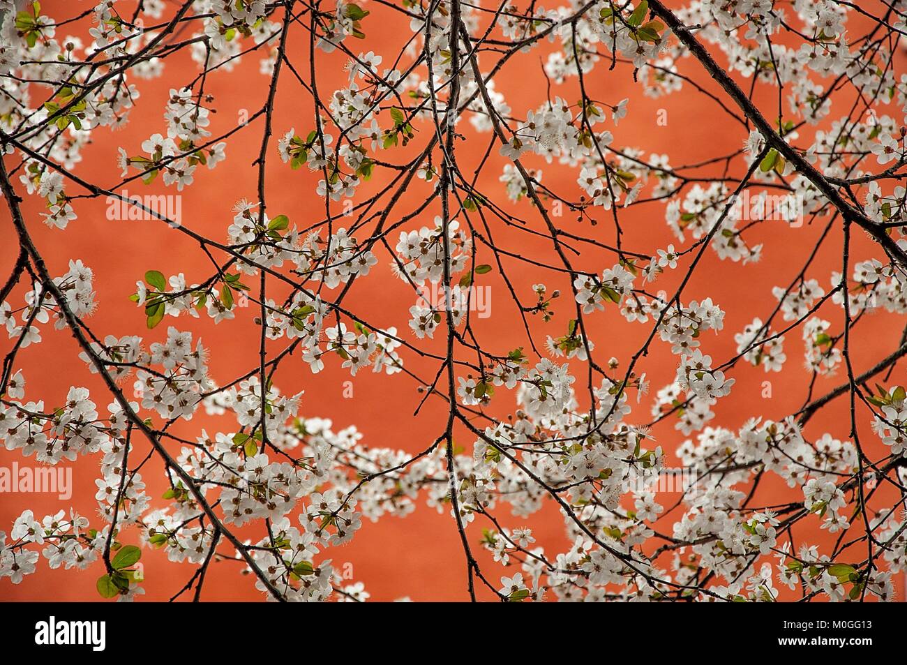 Uniform tree hi-res stock photography and images - Alamy
