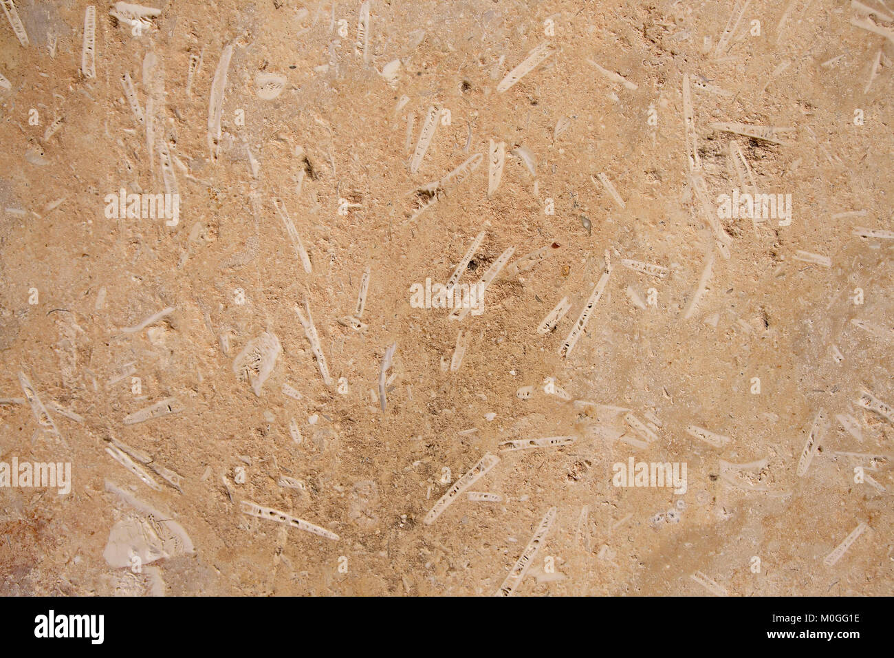 Visible fossils hi-res stock photography and images - Alamy
