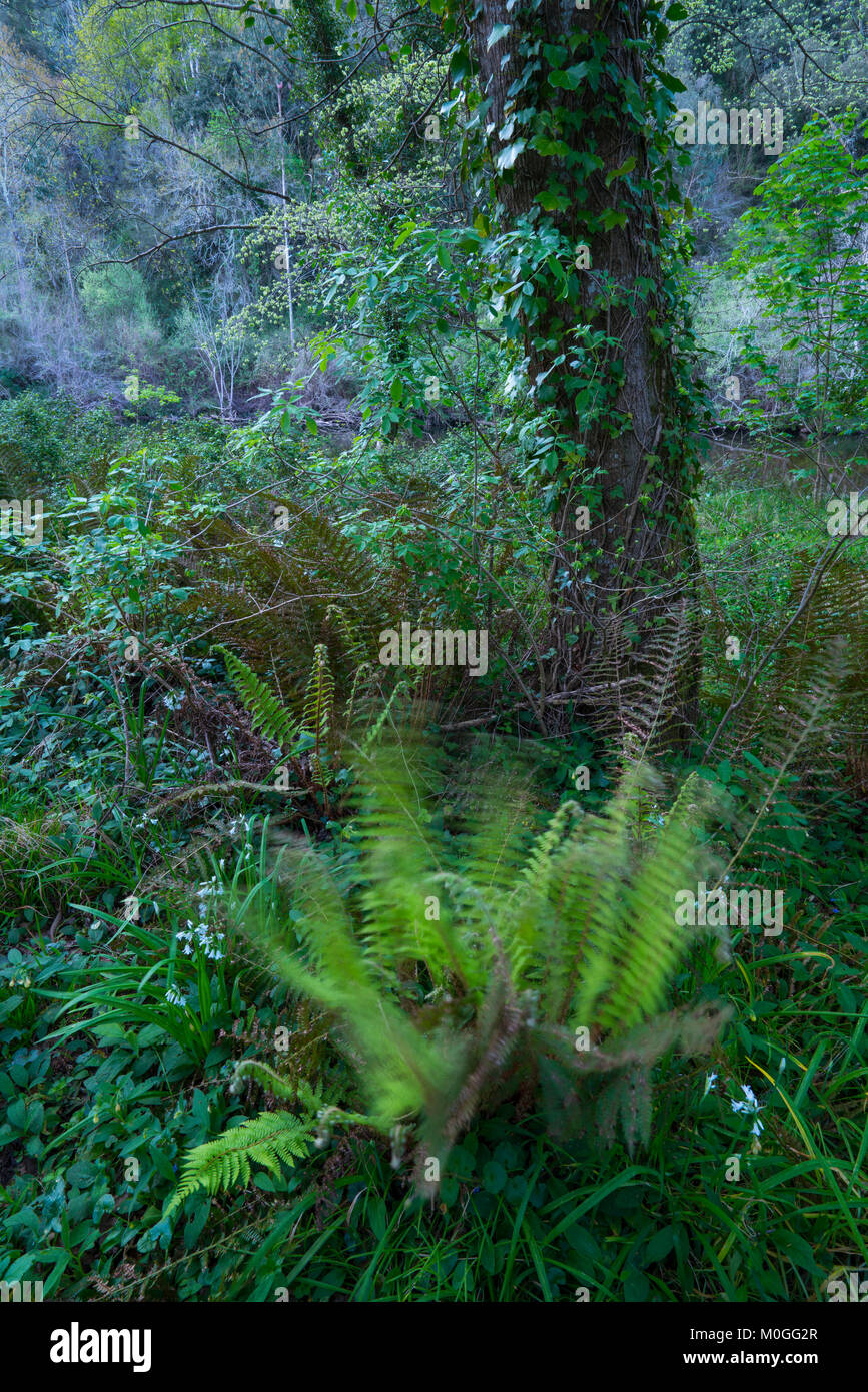 FERN - HELECHO, The Holy Road Lebaniego, Senda Fluvial del Nansa ...