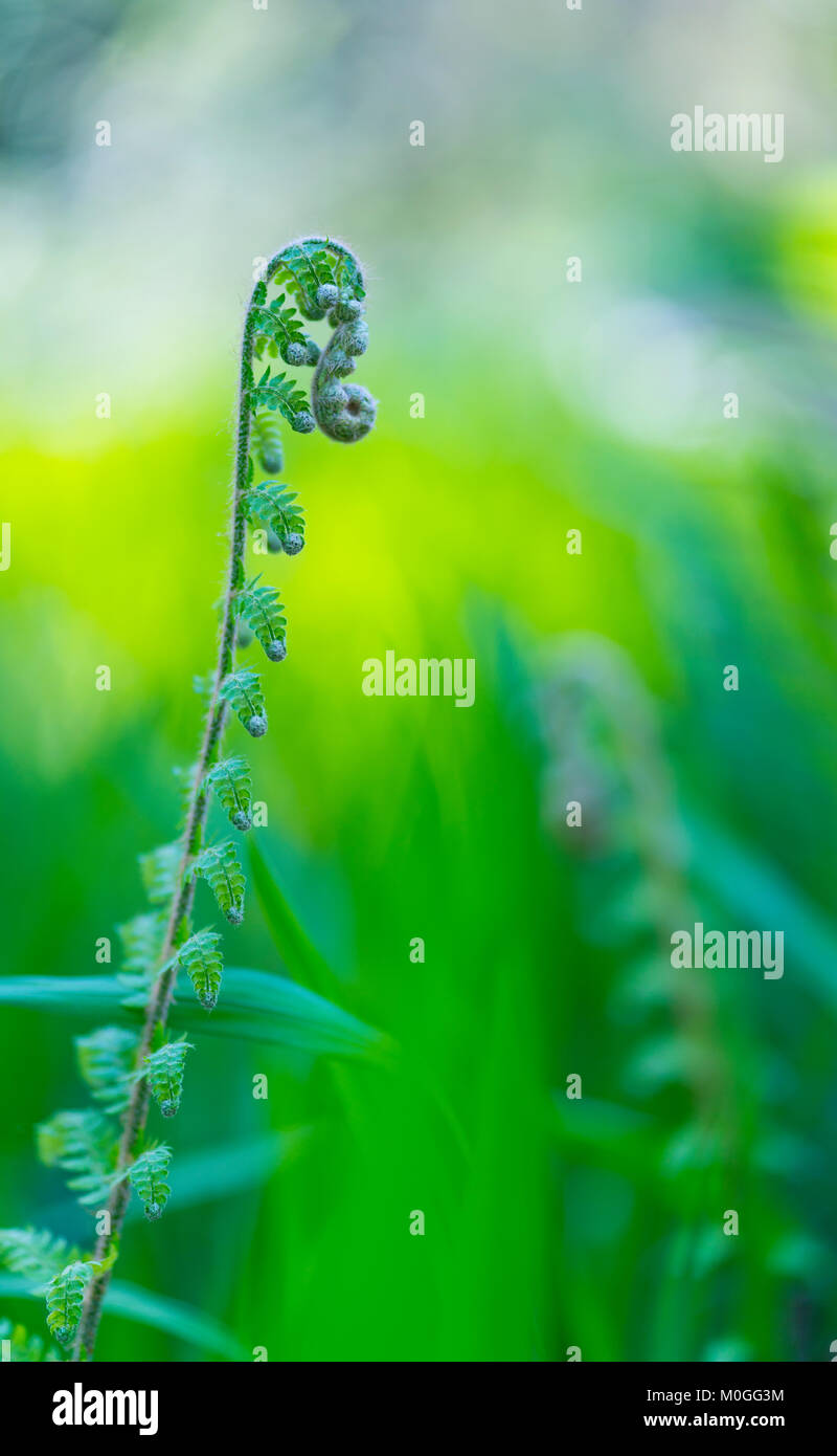 FERN - HELECHO, The Holy Road Lebaniego, Senda Fluvial del Nansa ...
