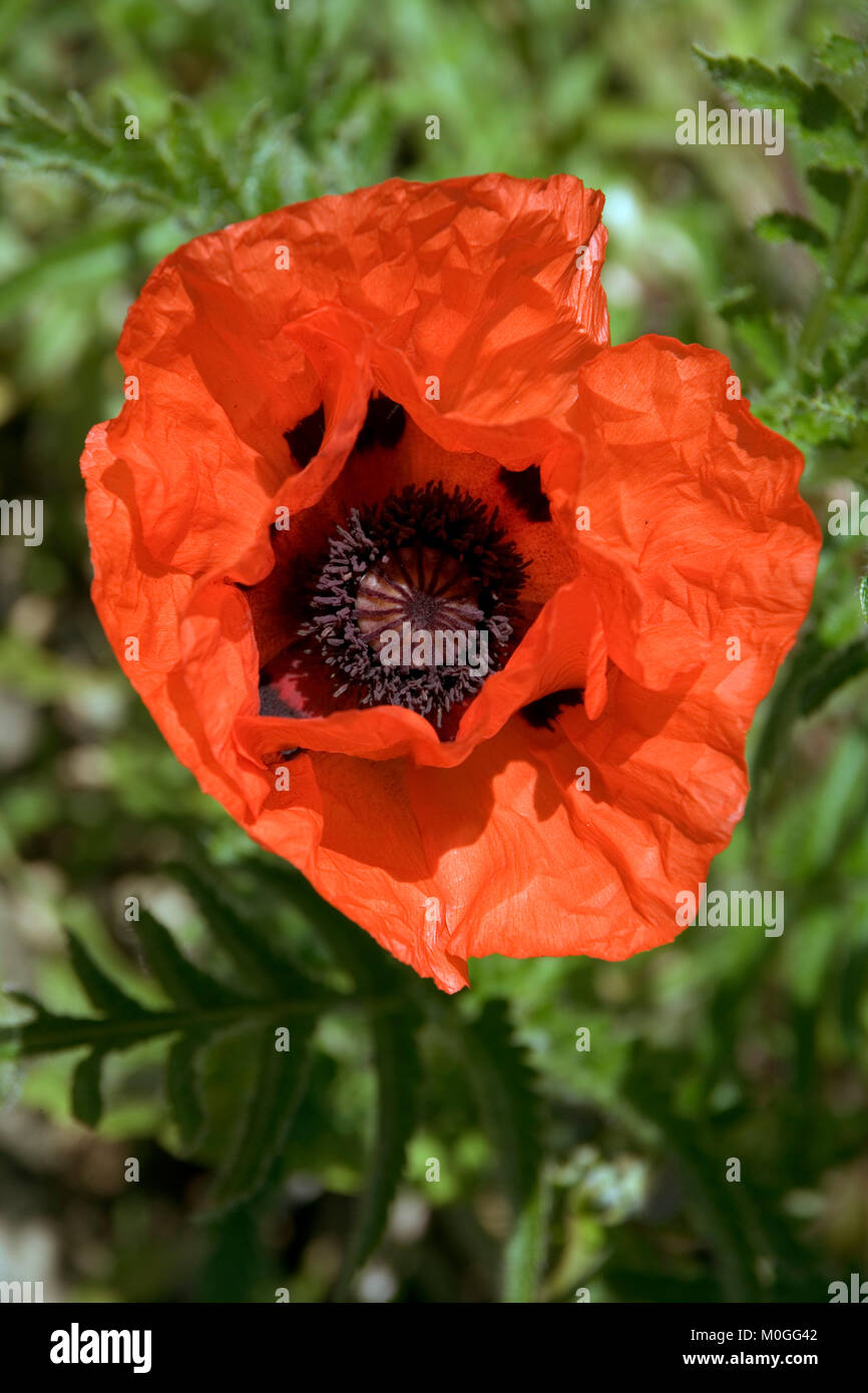 A single red poppy Stock Photo - Alamy
