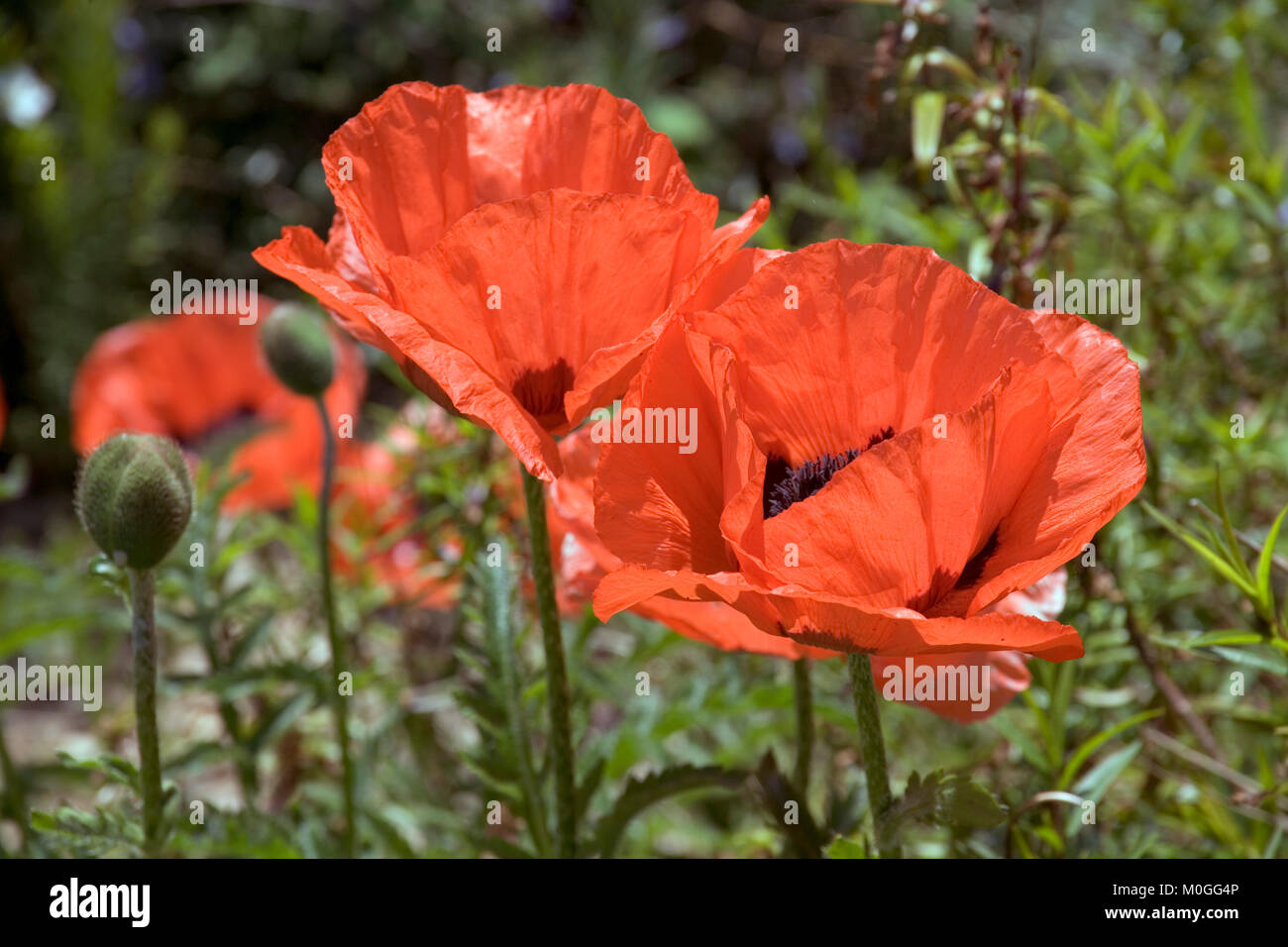 Two red poppies Stock Photo - Alamy