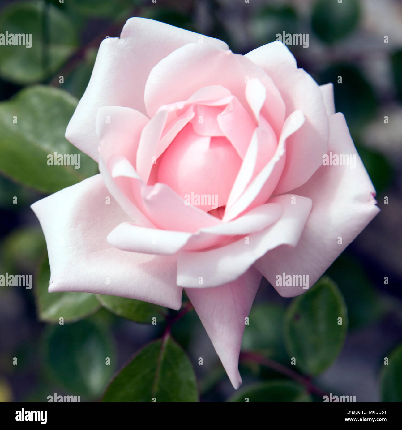 A single pink rose flower Stock Photo - Alamy