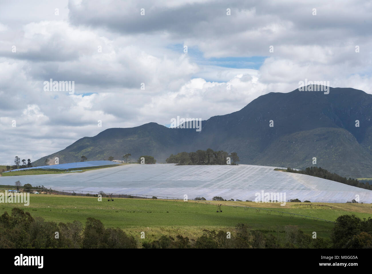 George Western Cape South Africa. December 2017. Farmland under plastic ...