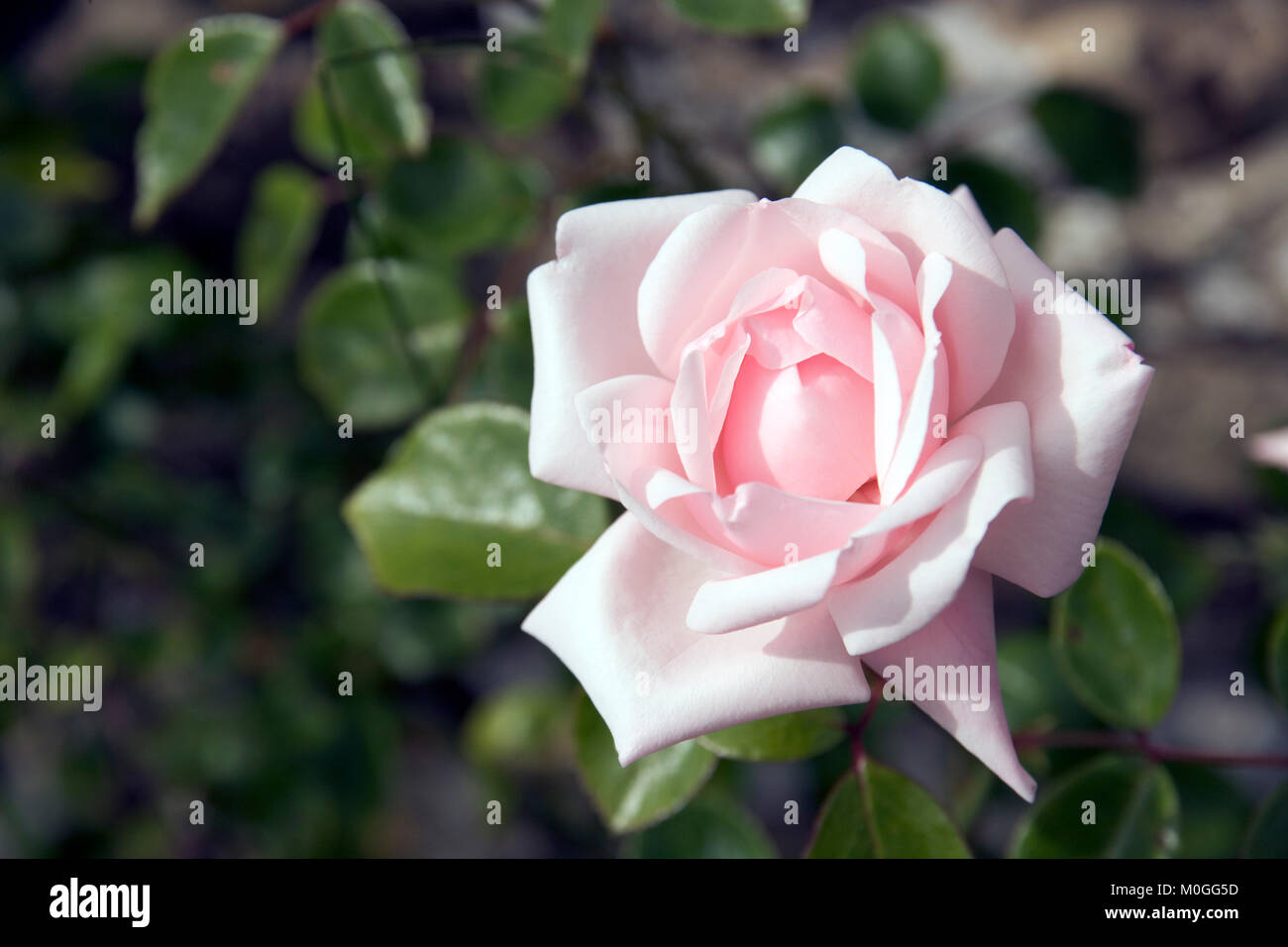 A single pink rose flower Stock Photo - Alamy