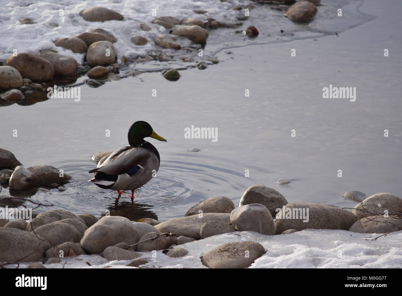 Mallard Ducks (Anas platyrhynchos)on rocks and in icy water, Inglewood ...