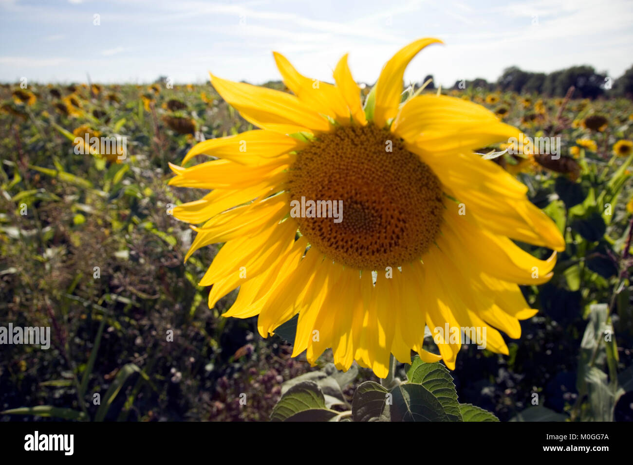 A single sunflower on the edge of a field of sunflowers Stock Photo - Alamy