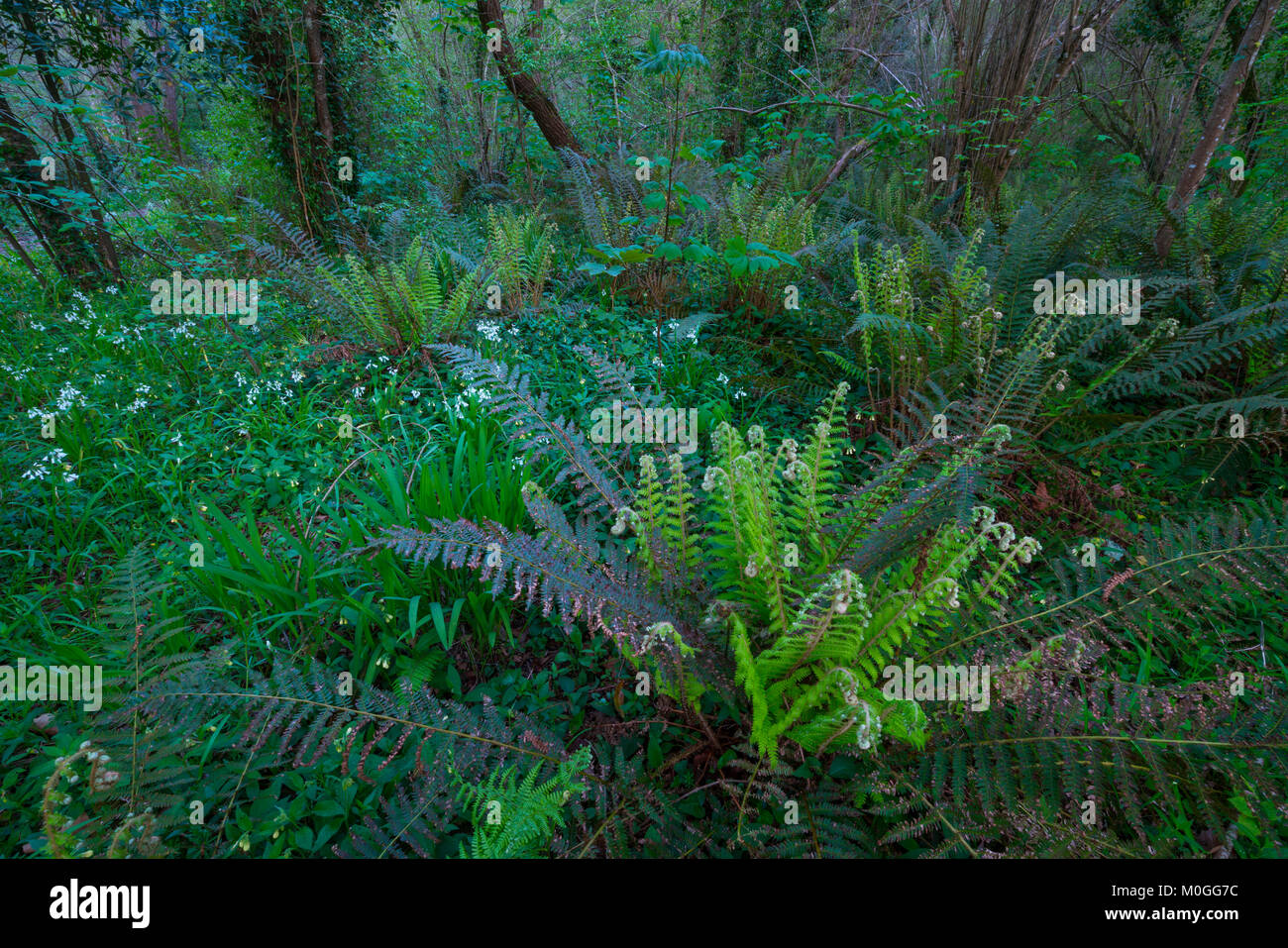 FERN - HELECHO, The Holy Road Lebaniego, Senda Fluvial del Nansa ...