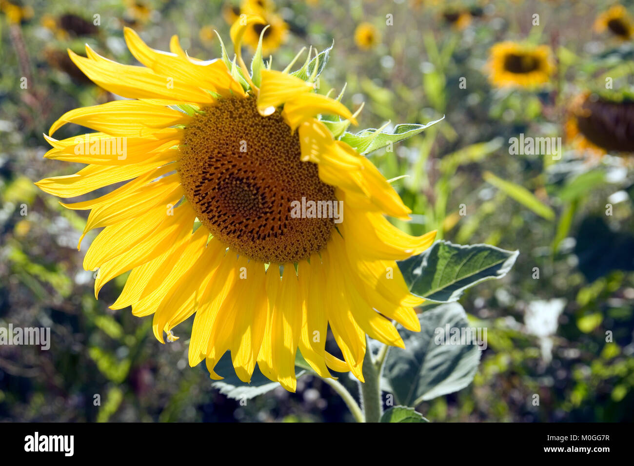 A single sunflower on the edge of a field of sunflowers Stock Photo - Alamy