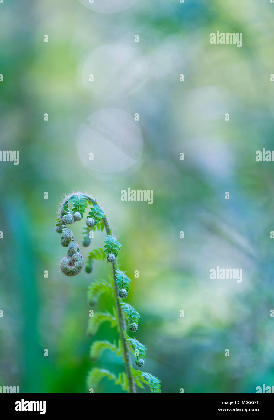 FERN - HELECHO, The Holy Road Lebaniego, Senda Fluvial del Nansa ...